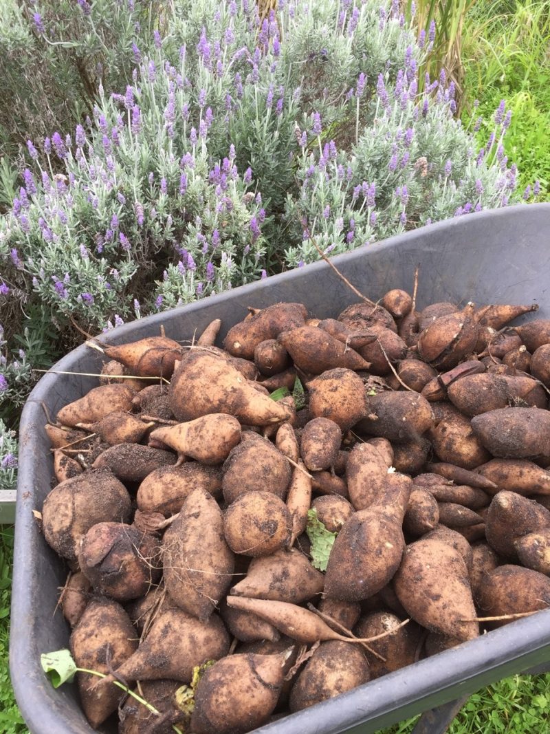 Growing and Eating Yacon (Peruvian ground apple) - Fair Harvest ...